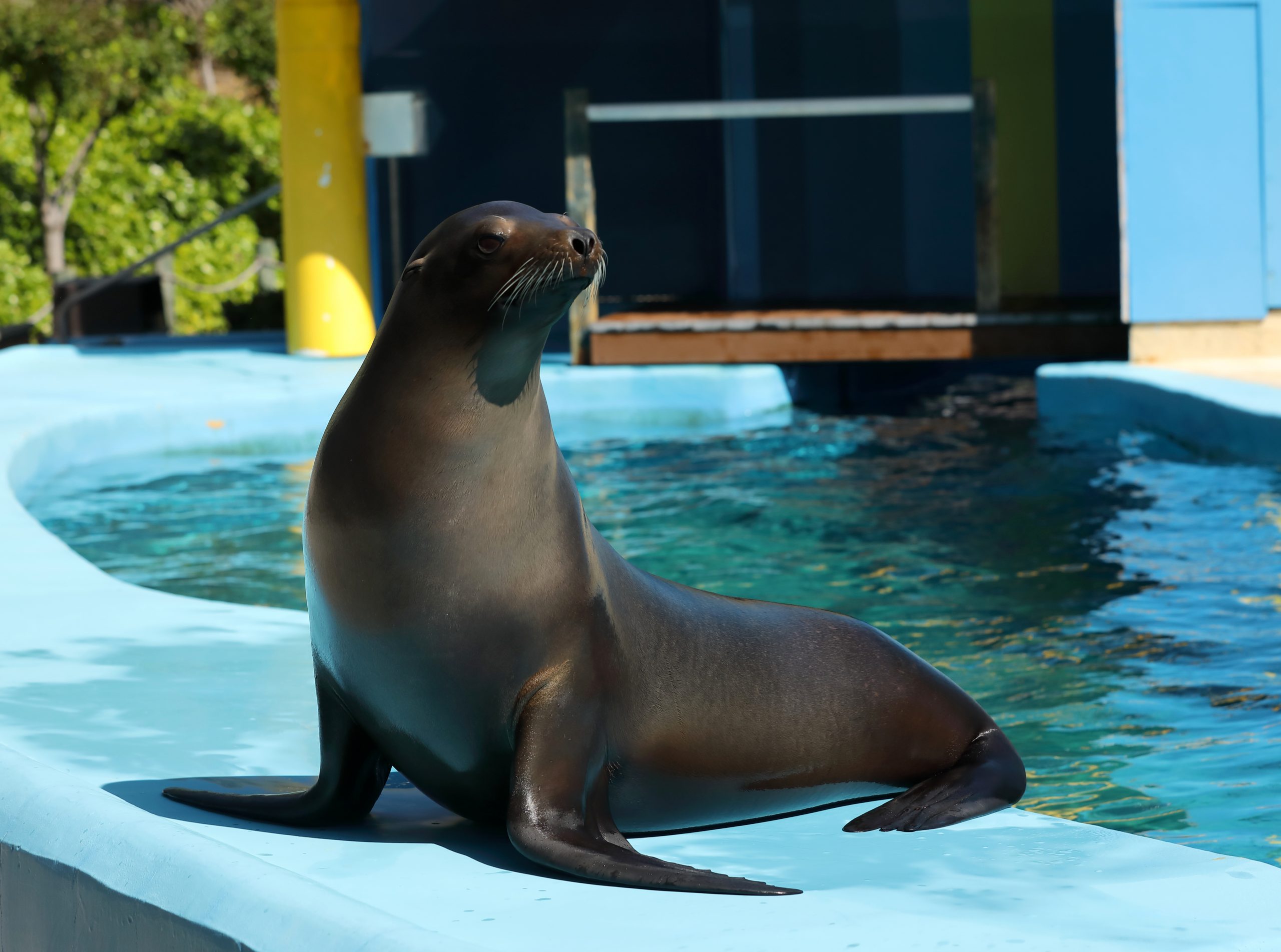 Seals and Sea Lions: Discovering Pinnipeds!